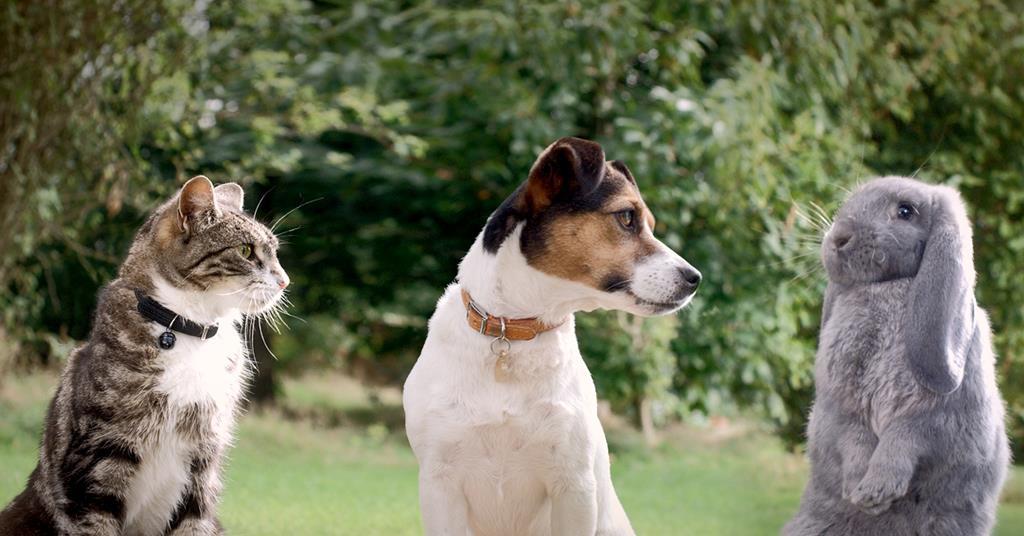 Pets at Home launches first TV ad campaign to raise its profile | News ...