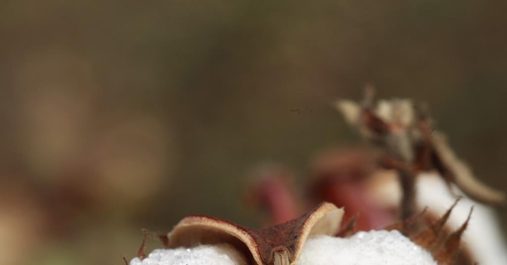 M&S launches second phase of sustainable cotton project | News | Retail ...
